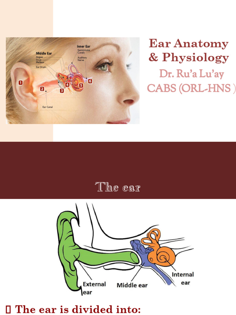 Ear Anatomy and Physiology Overview | PDF | Ear | Hearing
