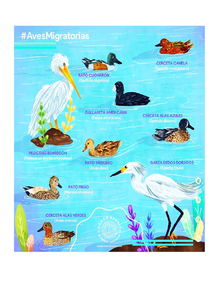 Aves Migratorias | PDF