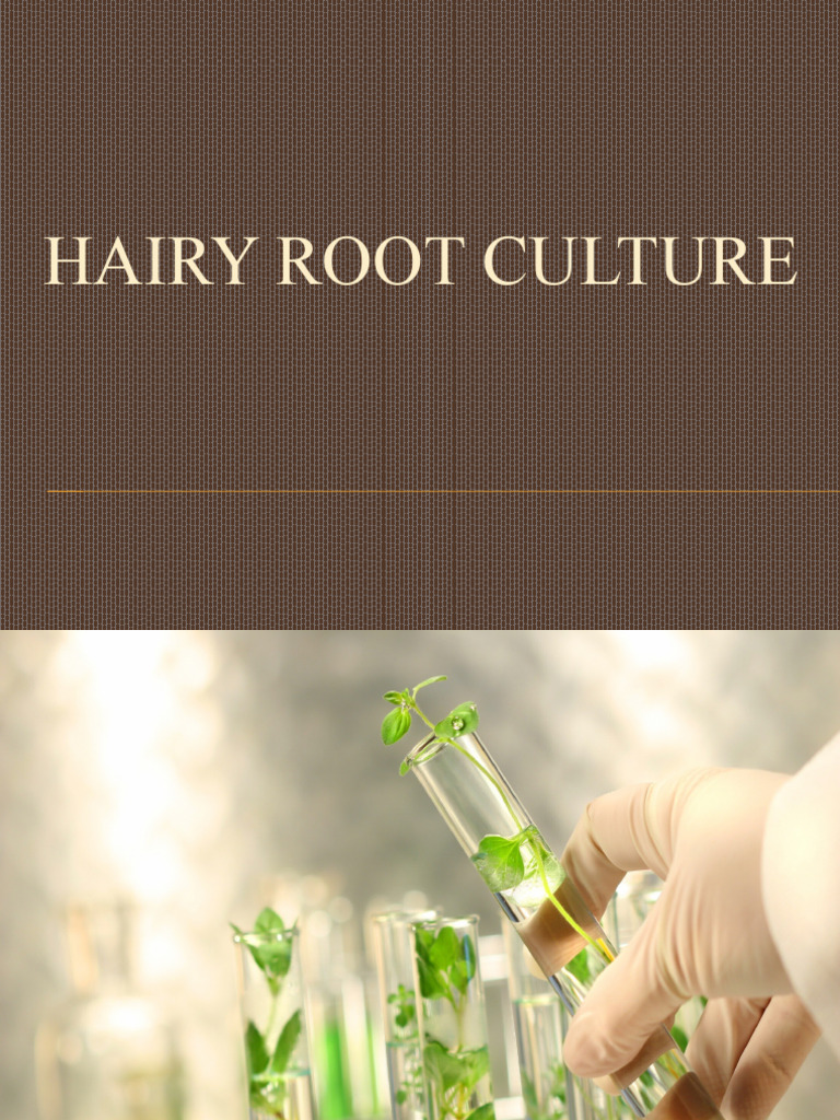 Hairy Root Culture | PDF | Root | Life Sciences