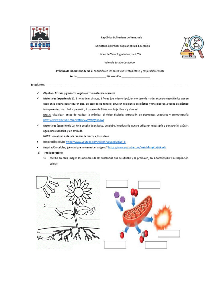 Práctica 4 Fotosintesis y Respiración Celular | PDF | Plantas | Levadura