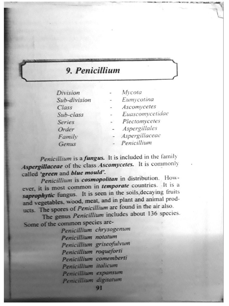 Penic I Llium | PDF