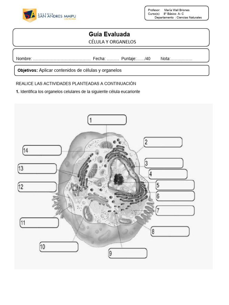 Guía de Estudio sobre Organelos Celulares | PDF | Biología Celular ...