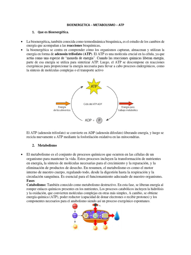 BIOENERGETICA | PDF | Trifosfato de adenosina | Dieta y nutrición