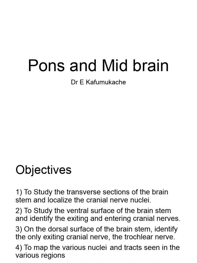 Pons I | PDF | Brainstem | Cerebellum