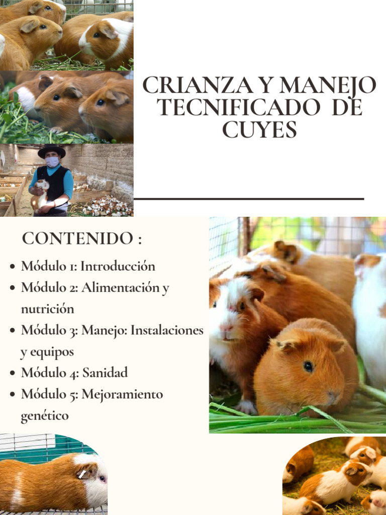 Manejo Tecnificado de Cuyes | PDF | Pasto | Alimentos
