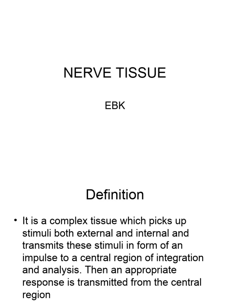 Nerve Tissue | PDF | Chemical Synapse | Axon Nerve Tissue | PDF | Chemical Synapse | Axon