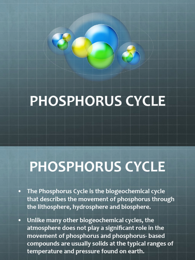Understanding the Phosphorus Cycle | PDF