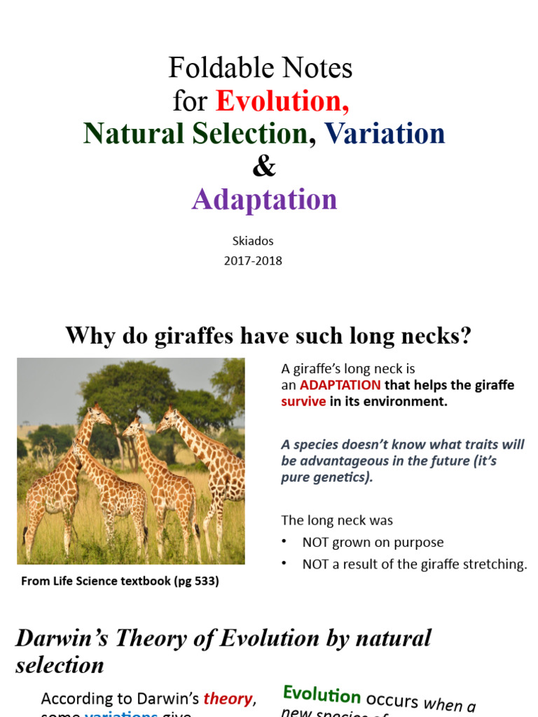 Giraffe Neck Evolution and Adaptation | PDF | Natural Selection ...