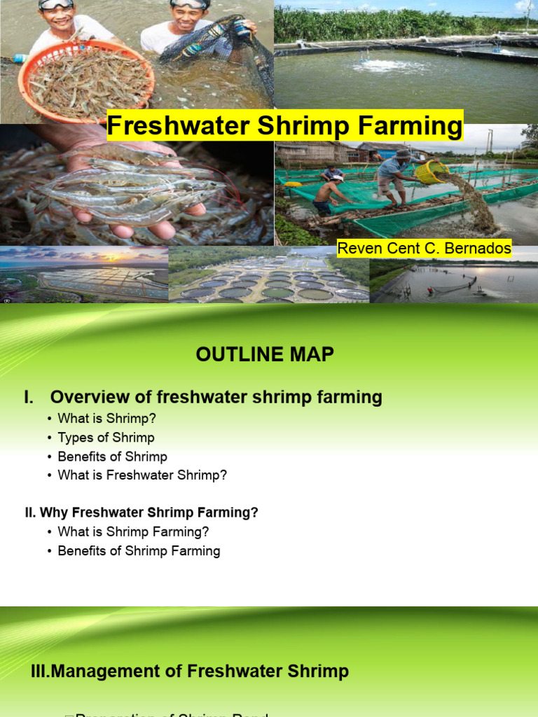Final PPT 196 | PDF | Shrimp | Water