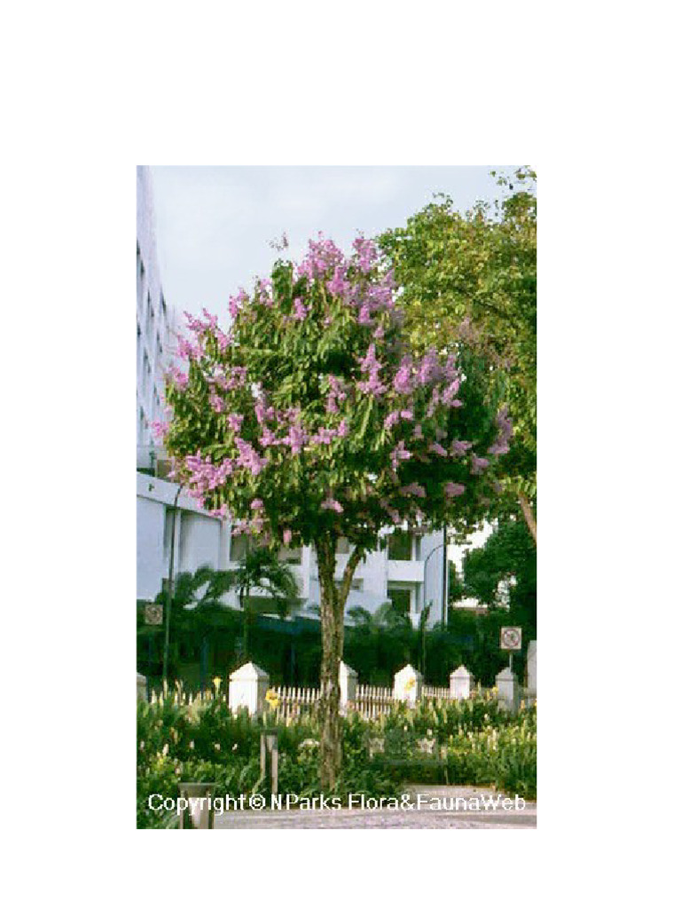Banaba Tree | PDF