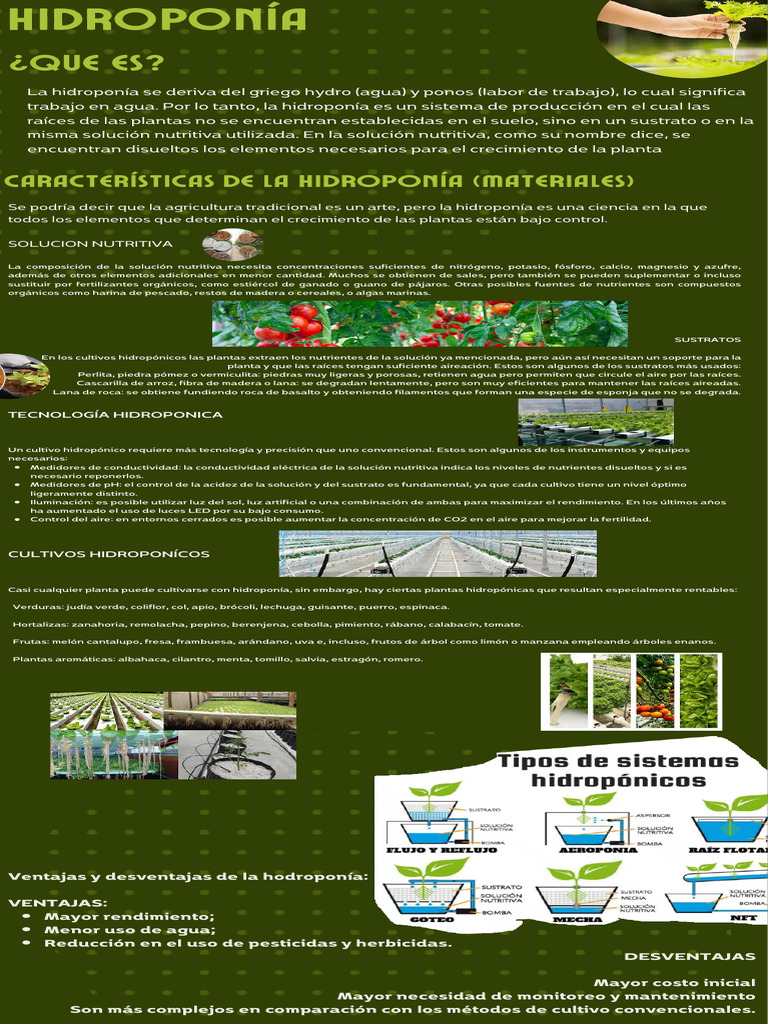 iNFOGRAFIA hIDROPONIA | Descargar gratis PDF | Hidroponia | Agricultura