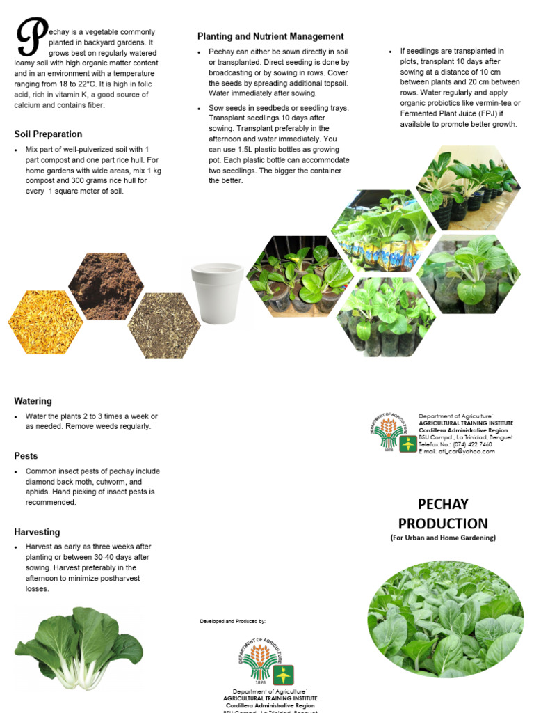 Pechay Production For Urban Gardening Leaflet | Download Free PDF | Sowing | Rice