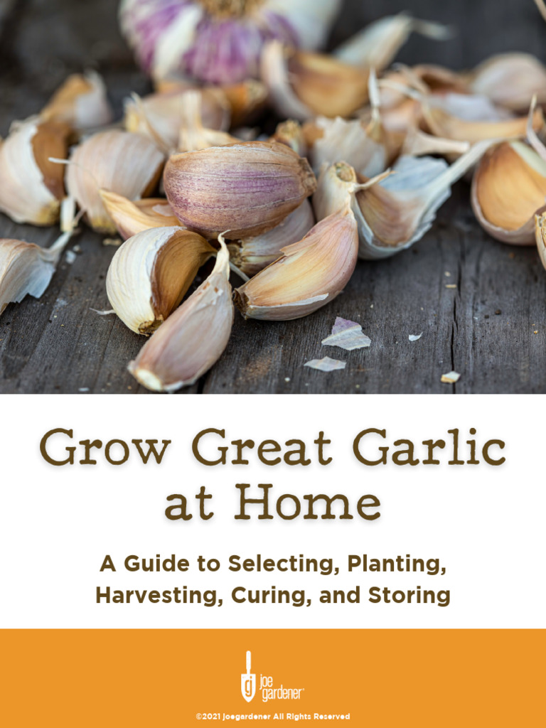 How To Grow Garlic - PDF | Download Free PDF | Garlic | Mulch