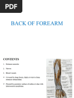 Posterior Forearm Muscle Anatomy | PDF | Thumb | Hand