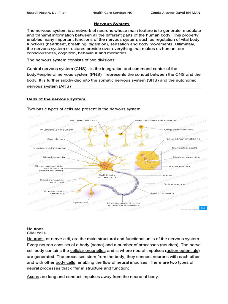 Overview of the Nervous System Functions | PDF | Central Nervous System ...