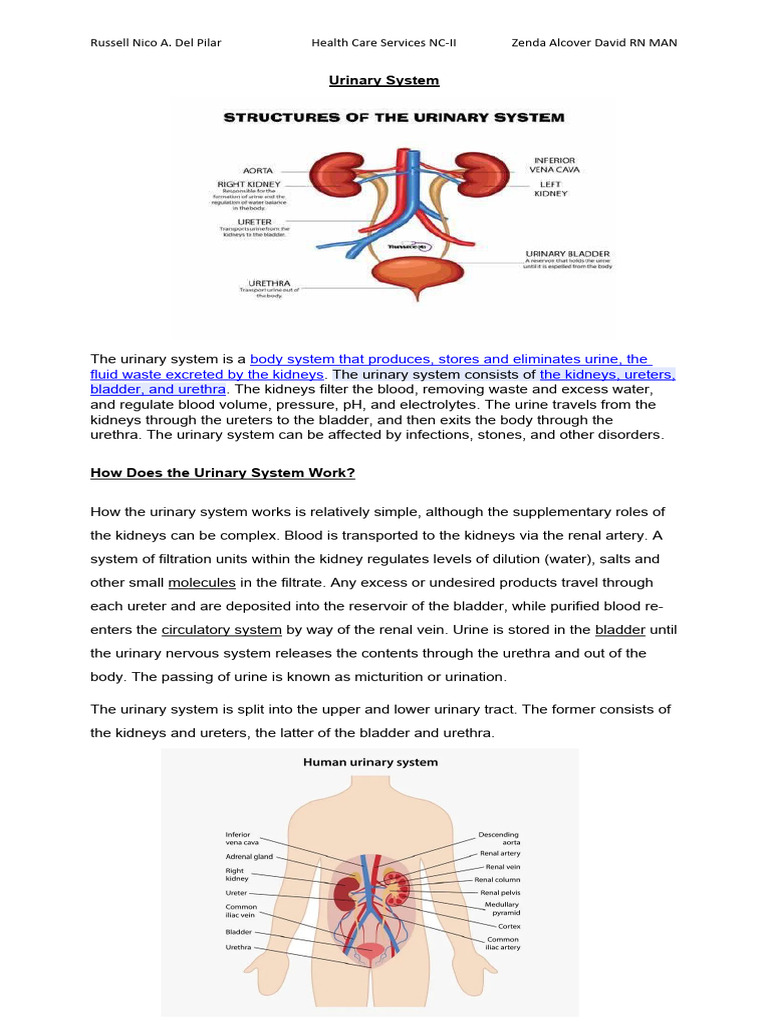 Urinary System Final Print | Download Free PDF | Urinary System | Urination