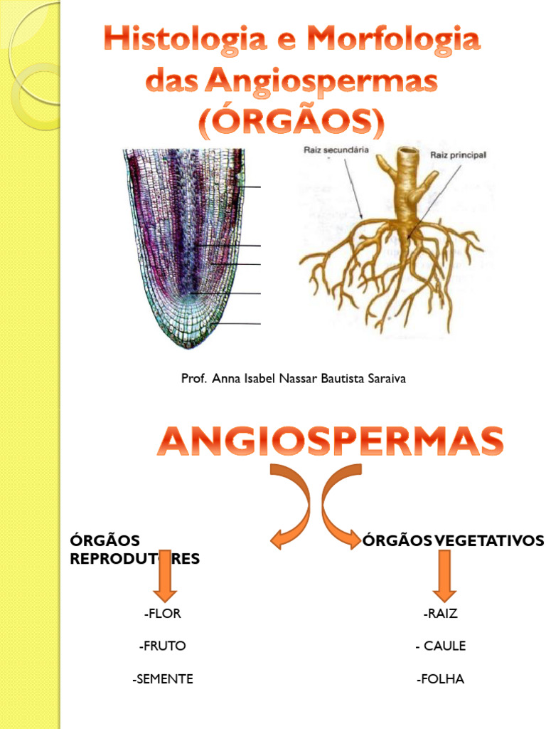 Aula 08 - Histo e Morfo Angiospermas - Órgãos | PDF | Raiz | Folha