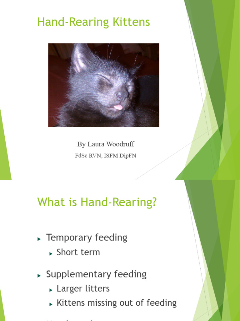 Hand Rearing Kittens | PDF | Kitten | Breastfeeding