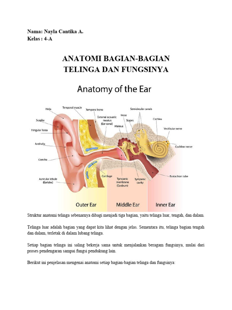 Bagian Telinga & Fungsi nya | PDF