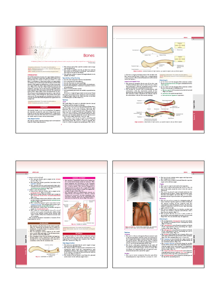 Volume 1, BD Chaurasia Human Anatomy, Upper Limb and Thorax-Split | PDF | Elbow | Limbs (Anatomy)