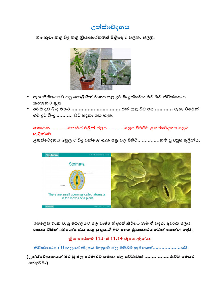 Grade 11 Science Transpiration | PDF