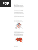 Anatomia do Sistema Venoso Ázigo | PDF | Fígado | Abdômen
