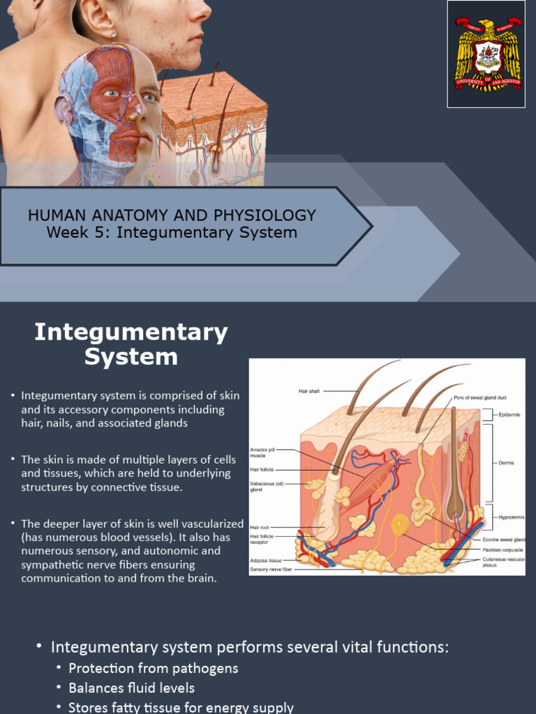 Week 5 - Integumentary System | PDF | Integumentary System | Skin