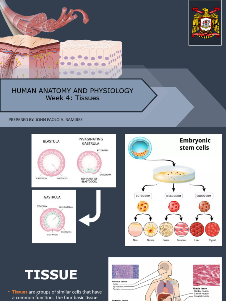Week 4 - Tissues | PDF | Connective Tissue | Epithelium