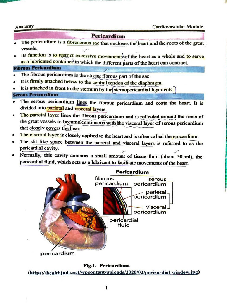 Anatomy CVS | PDF