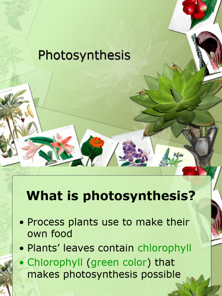 Understanding Photosynthesis Process | PDF