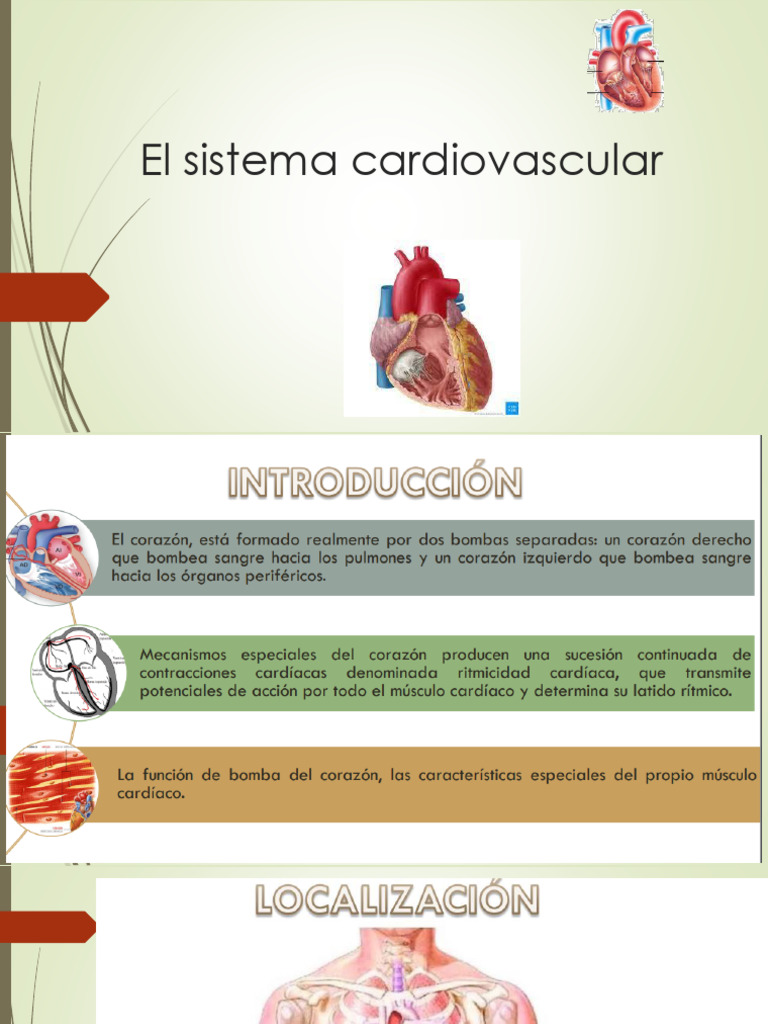 El Sistema Cardiovascular | PDF