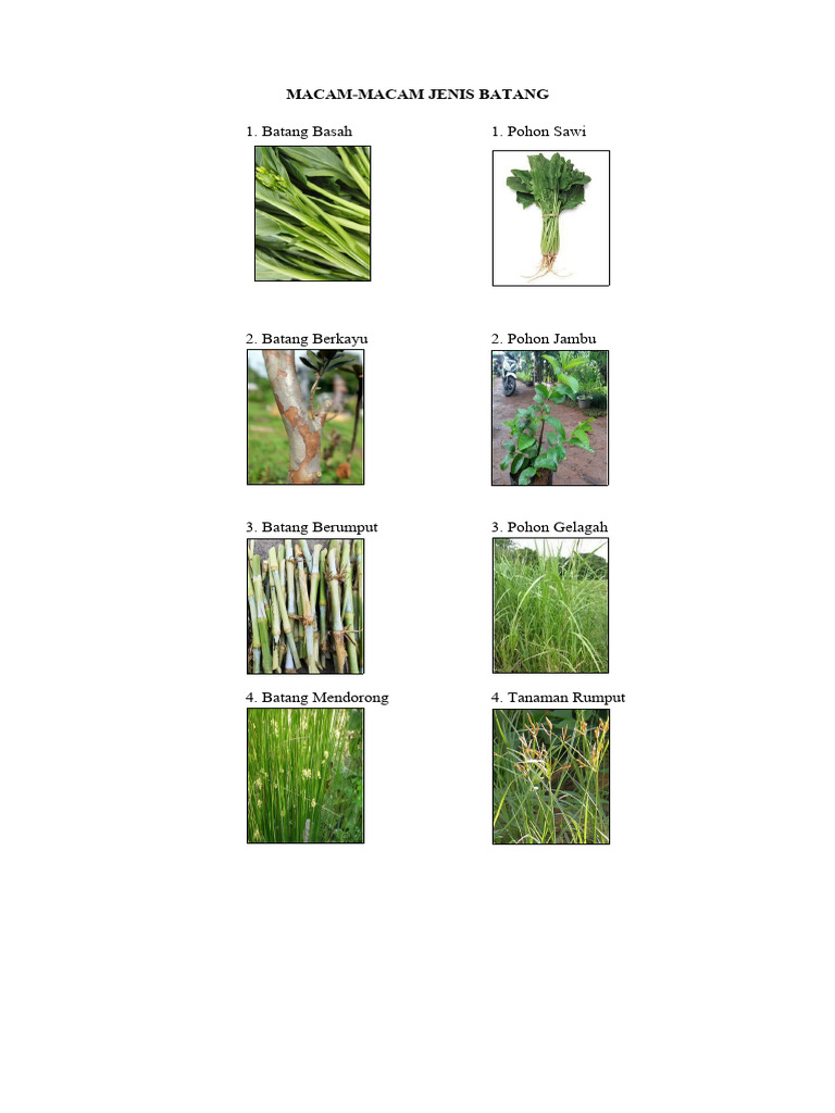 MACAM Macam Jenis Batang, Daun, Rumput | PDF