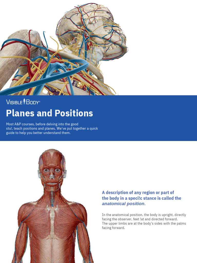 01 Planes and Positions - WS-1.pdf | PDF | Anatomical Terms Of Location ...
