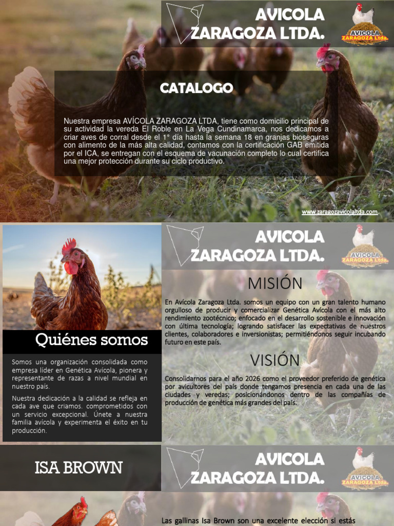 Avícola Zaragoza: Genética y Producción | PDF | Aves de corral | Pollo