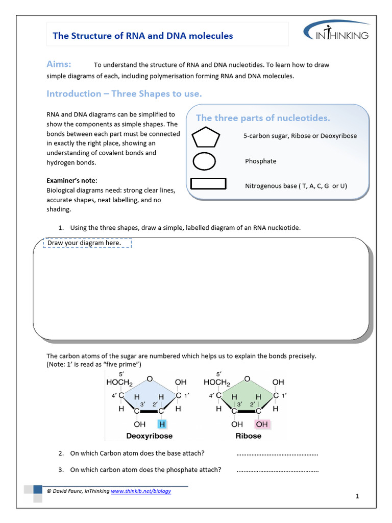 Rne Dna Nucleotide Structure Worksheet v2 | Download Free PDF | Dna ...