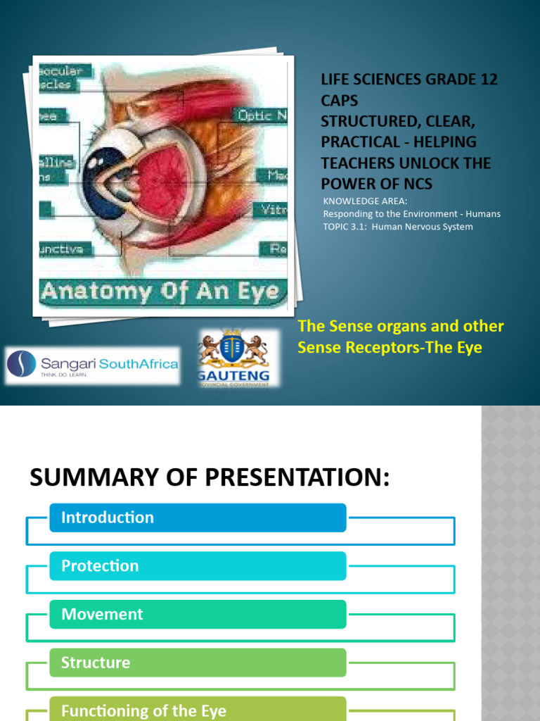 PP15. Receptors The Eye | PDF | Eye | Human Eye