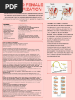 Foley Catheter Insertion Checklist | PDF | Catheter