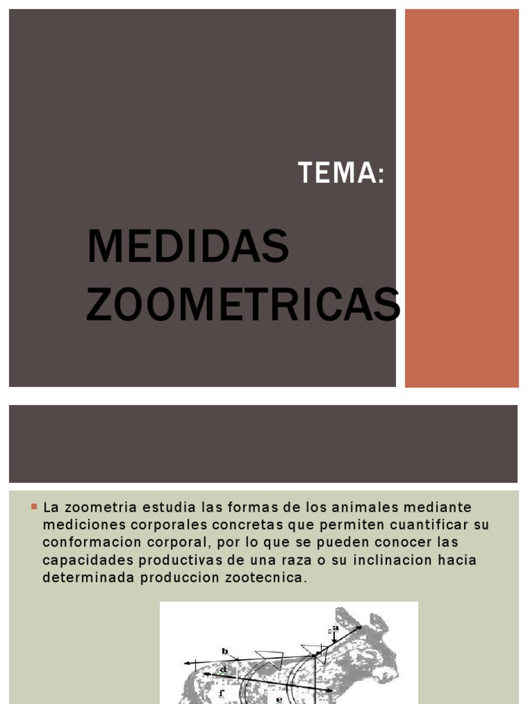 Medidas Zoometricas | PDF | Altura | Abdomen