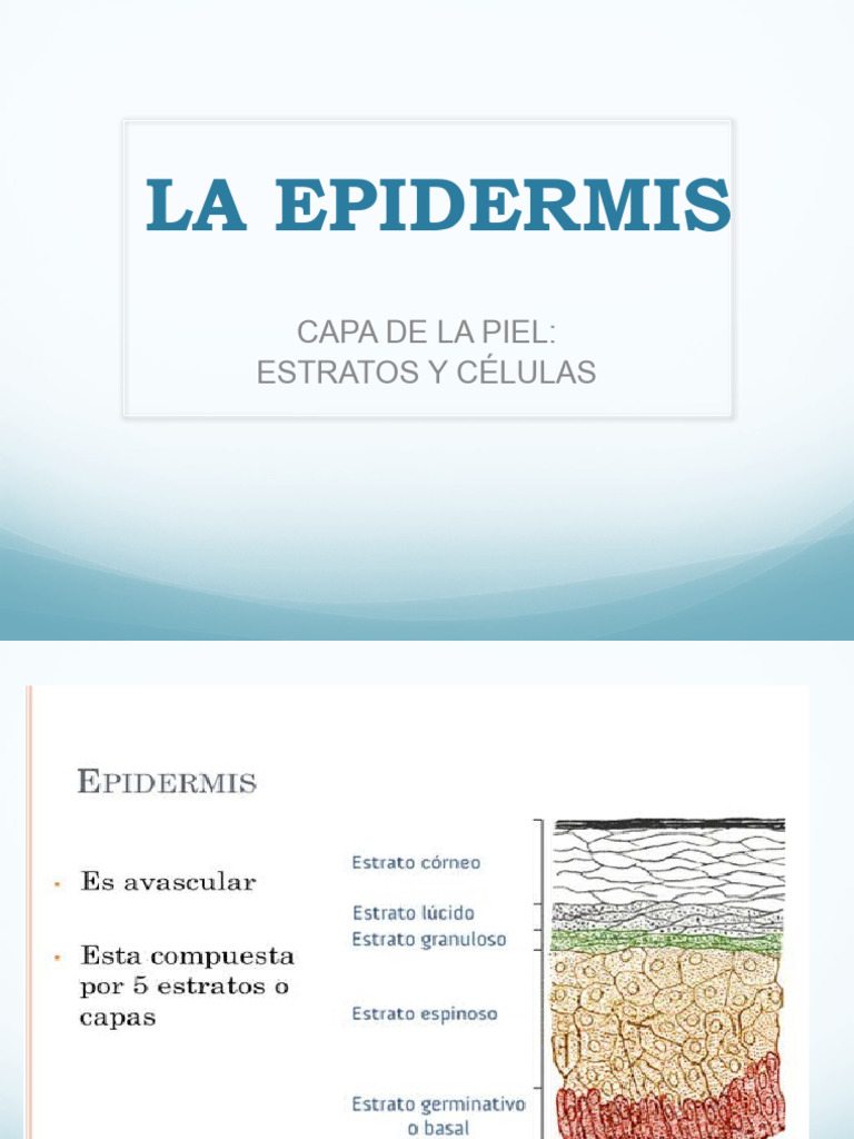 Clase - Epidermis | PDF | Epidermis | Piel