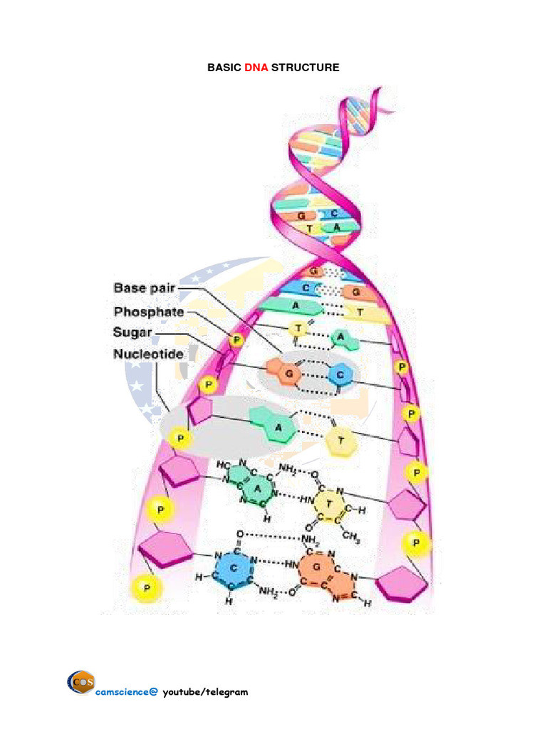 BASIC DNA STRUCTURE | PDF