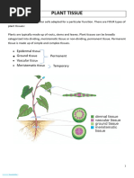 Plant Tissues Notes | PDF | Tissue (Biology) | Plant Stem