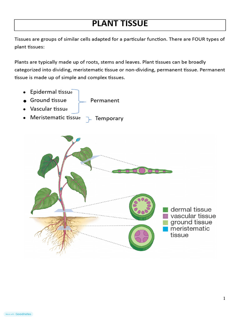 GR 10 Plant Tissue 2021 | PDF | Leaf | Tissue (Biology)