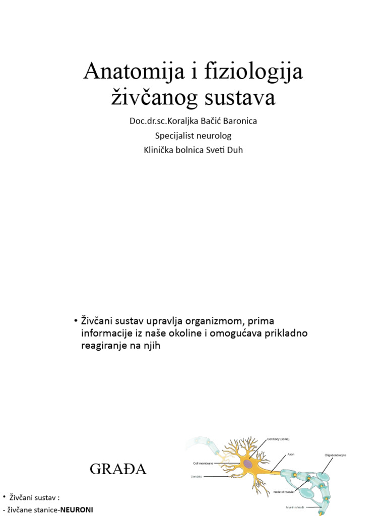 Anatomija I Fiziologija ŽS | PDF