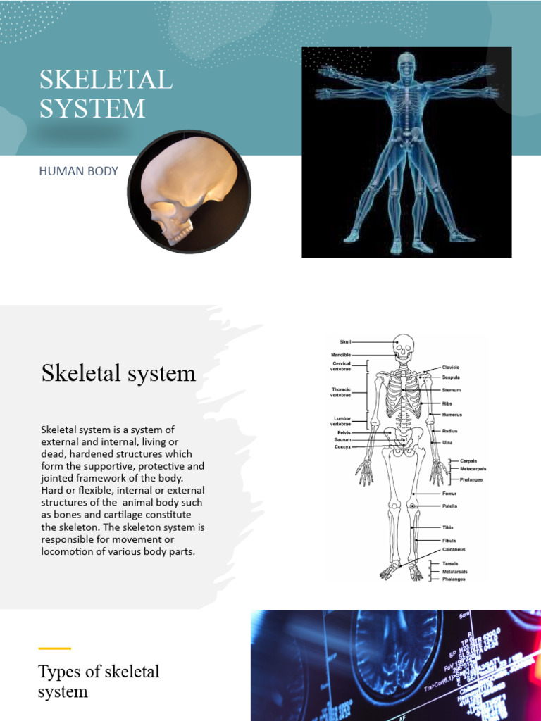 Skeletal System Ppt | PDF | Vertebra | Skull