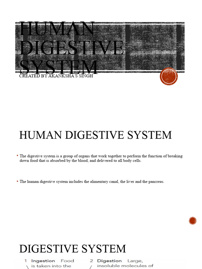Human Digestive System | PDF | Digestion | Gastrointestinal Tract