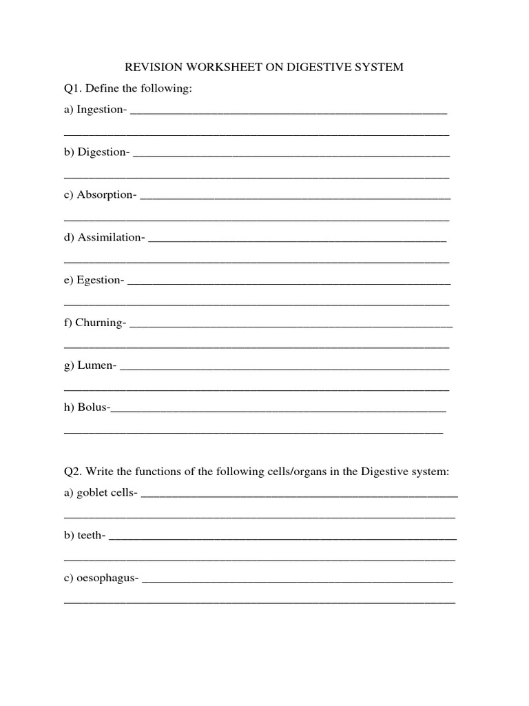 Digestive System Revision Worksheet | PDF | Digestion | Human Digestive ...