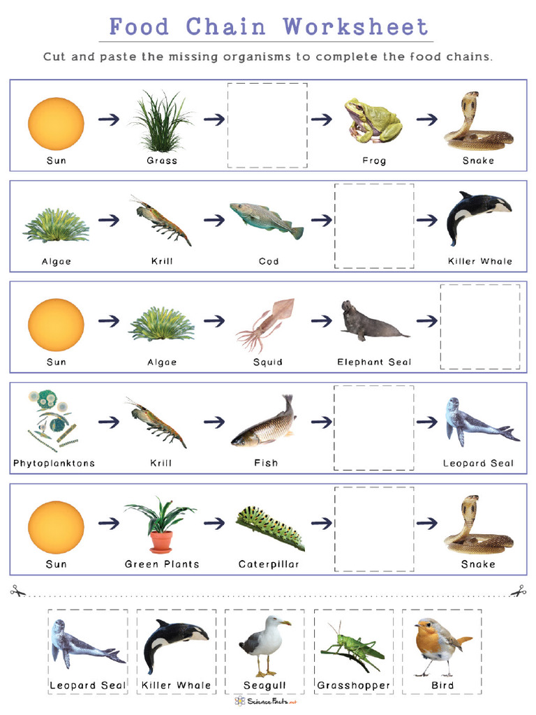 Food Chain Worksheet | PDF