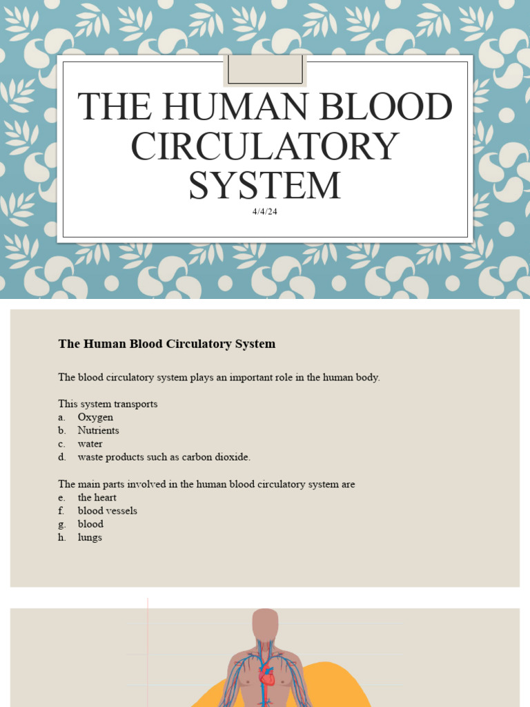 Human Blood Circulatory System Overview | PDF | Blood | Blood Vessel