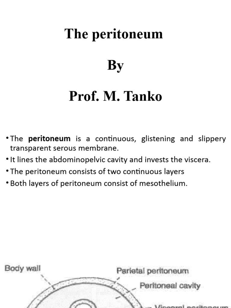 Peritoneum | PDF | Peritoneum | Digestive System