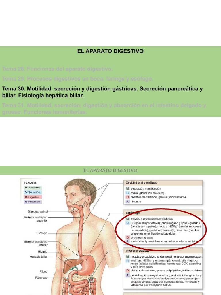 Tema 30 y 31 | PDF | Digestión | Bilis